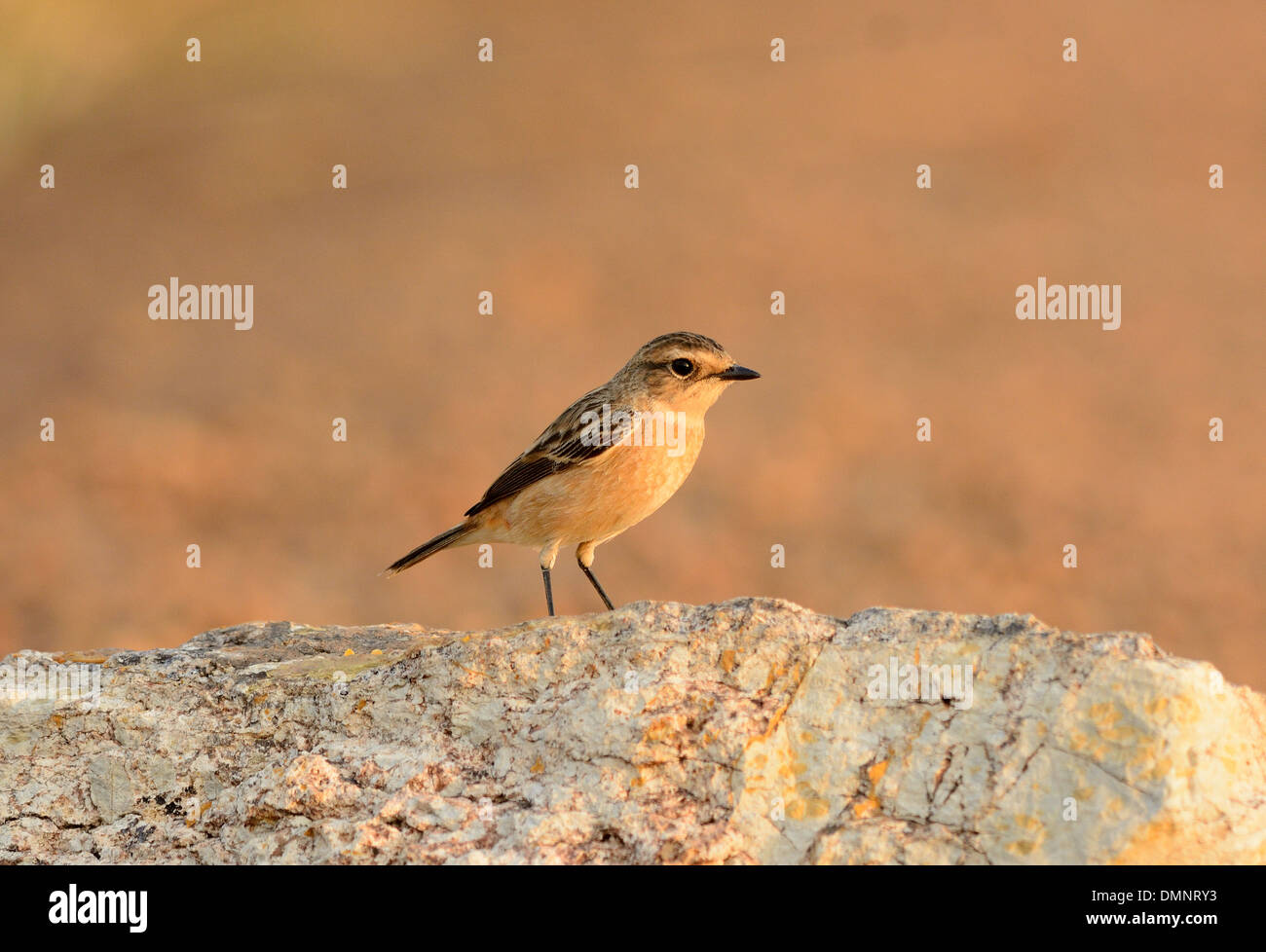 beautiful female Eastern Stonechat (Saxicola stejnegeri) standing on ...