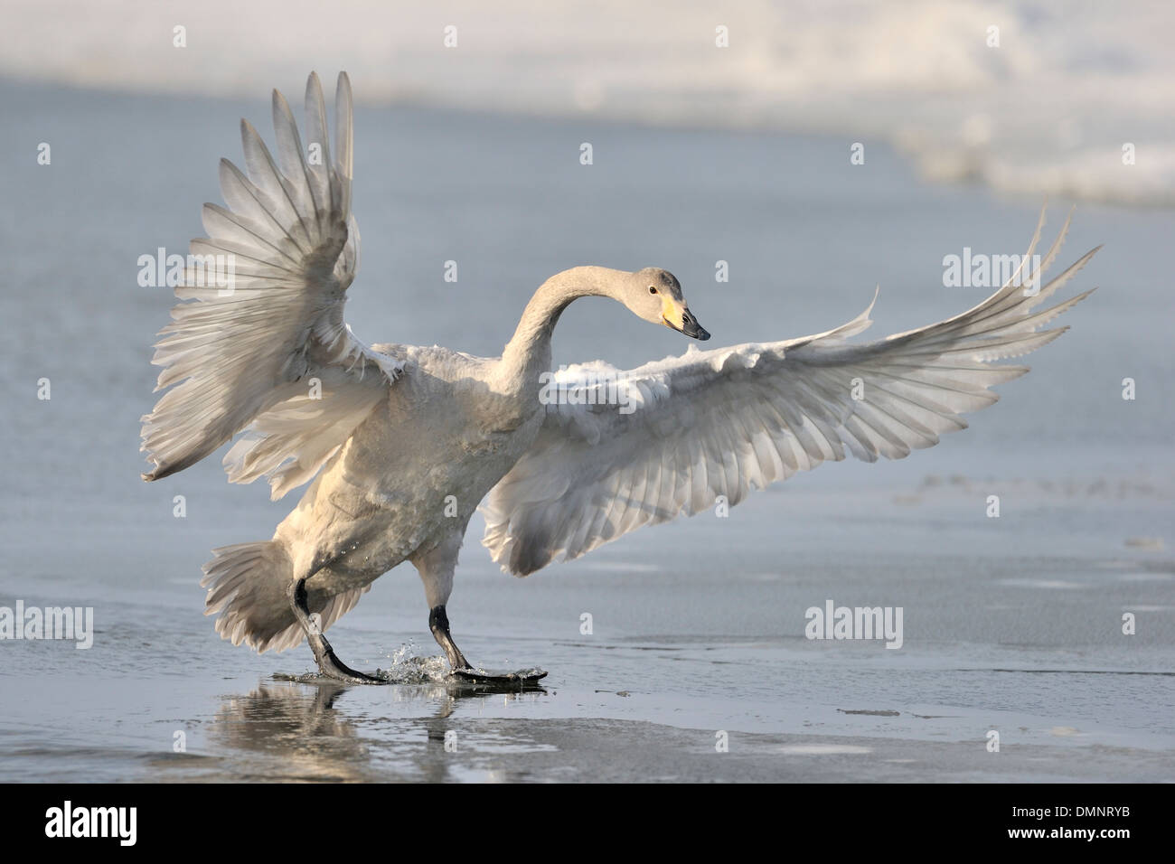 Whooper swan landing on ice Stock Photo - Alamy