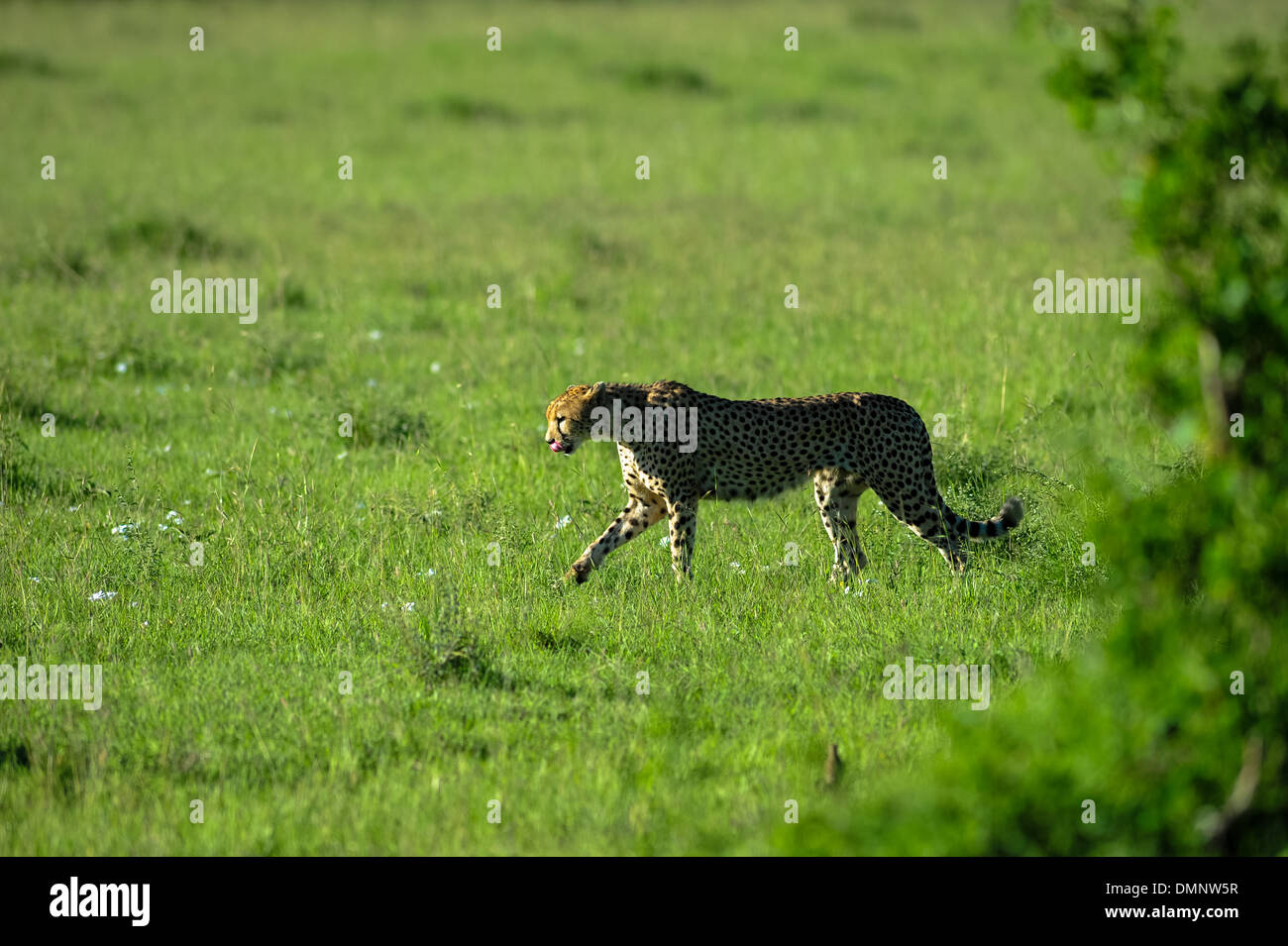 on safari in africa with the wild beasts Stock Photo - Alamy