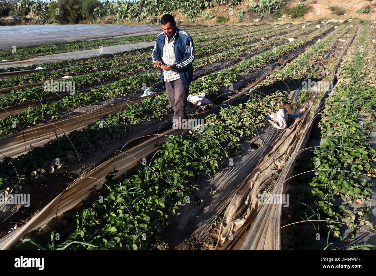 Beit Lahia, Gaza Strip, Palestinian Territory. 16th Dec, 2013. A ...