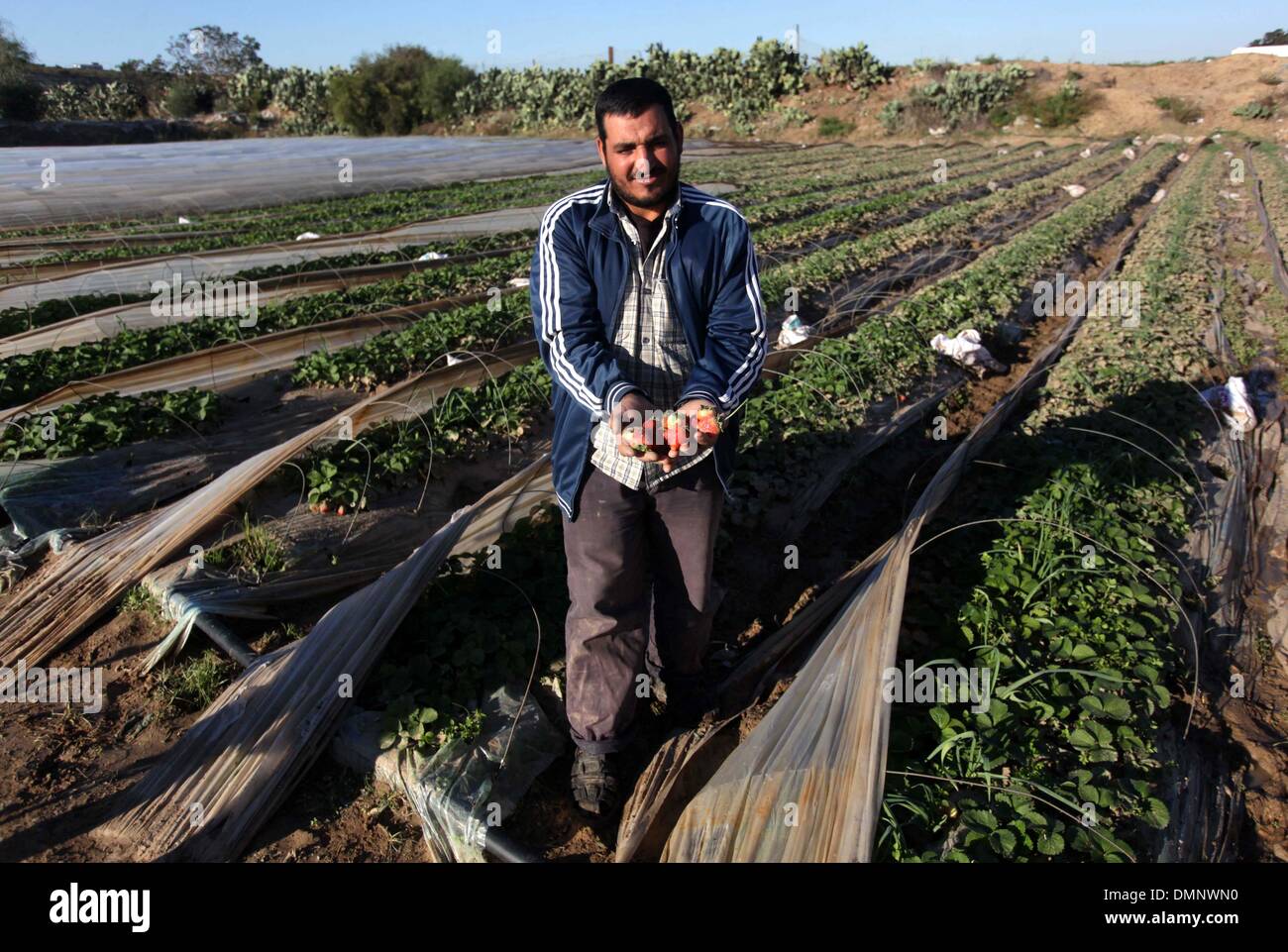 Beit Lahia, Gaza Strip, Palestinian Territory. 16th Dec, 2013. A ...