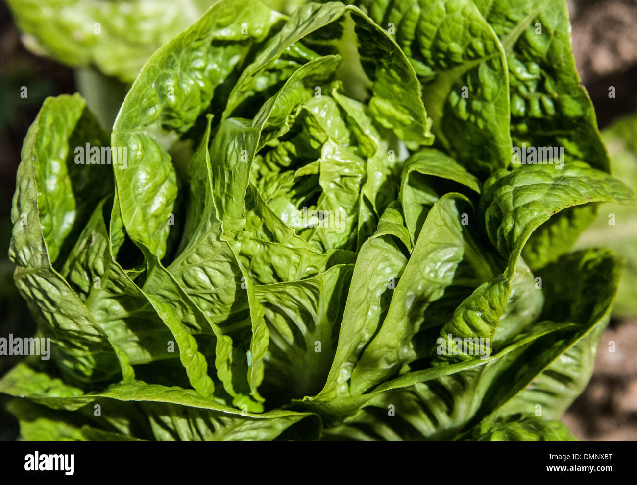 salad food single close up of an organic lettuce growing in a farm ...