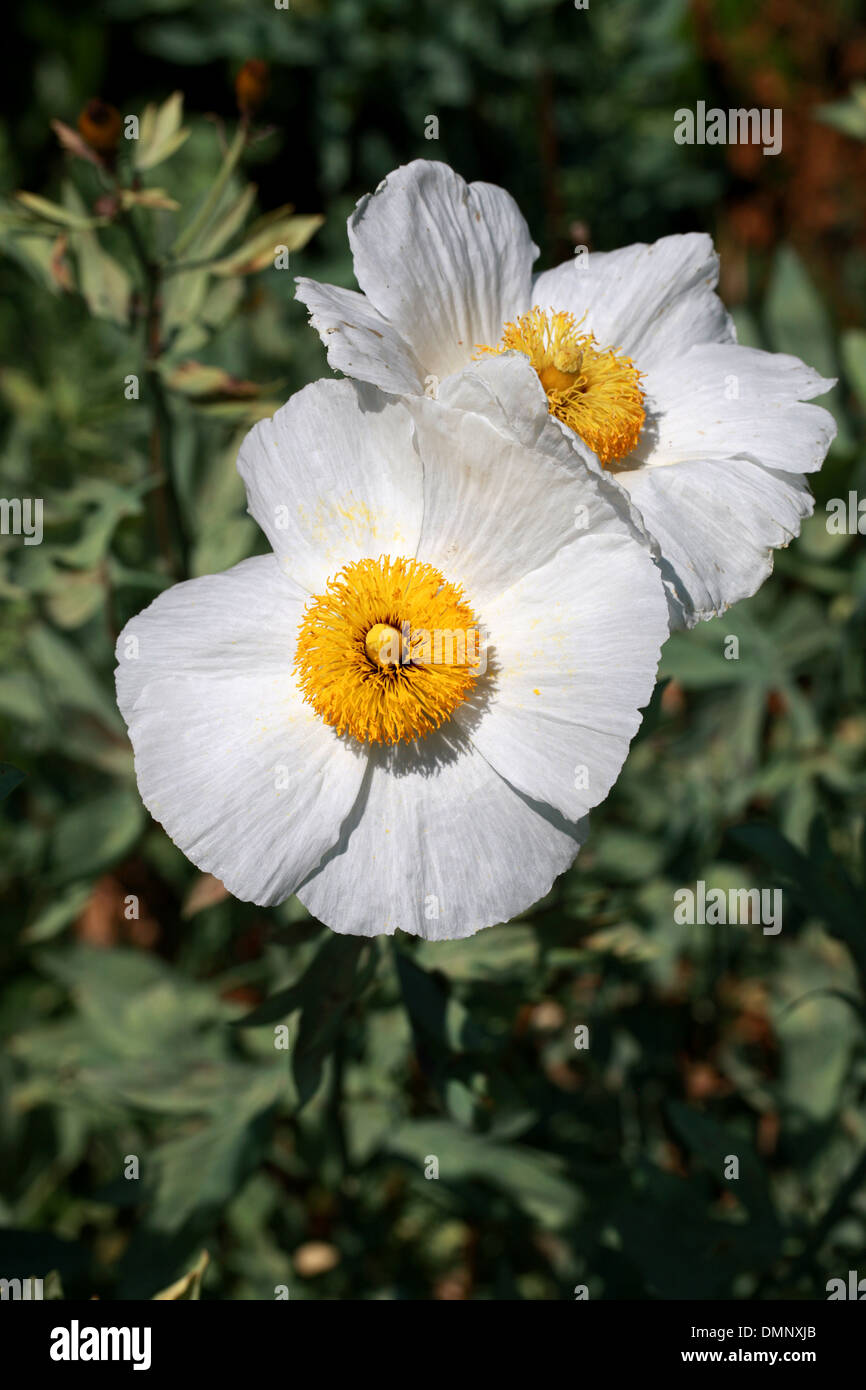 Matilija hi-res stock photography and images - Alamy