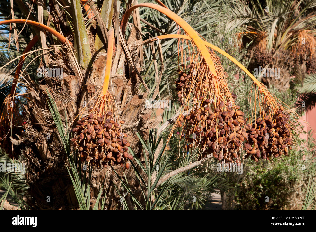 Dates on date palm, Merzouga, Meknès-Tafilalet Region, Errachidia ...