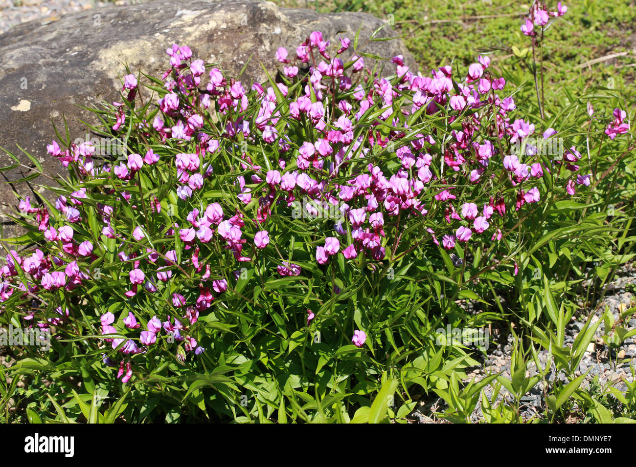 Bitter spring hi-res stock photography and images - Alamy