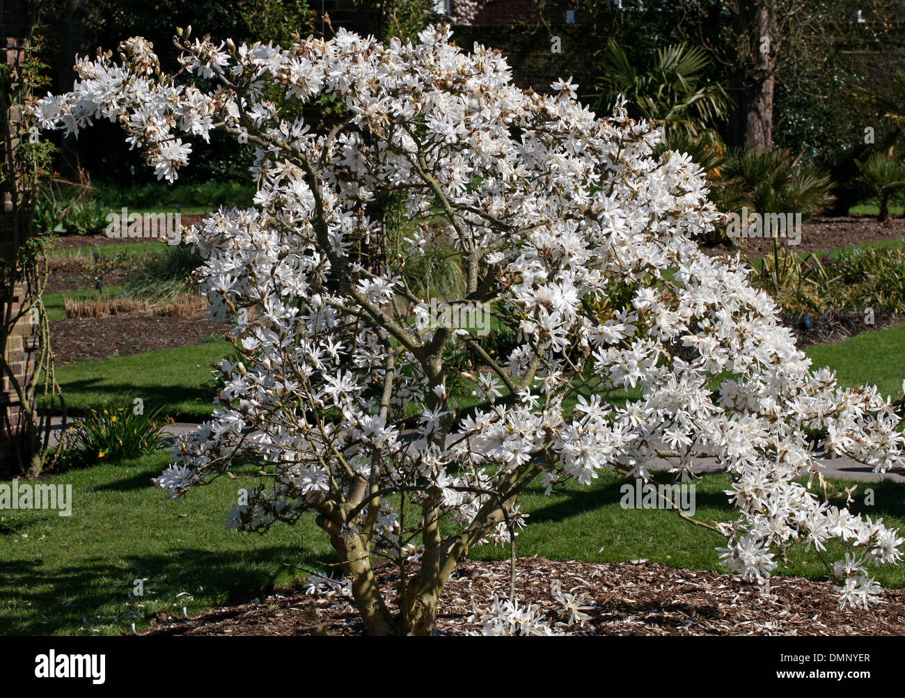 Star Magnolia, Magnolia stellata, Magnoliaceae. Japan Stock Photo - Alamy