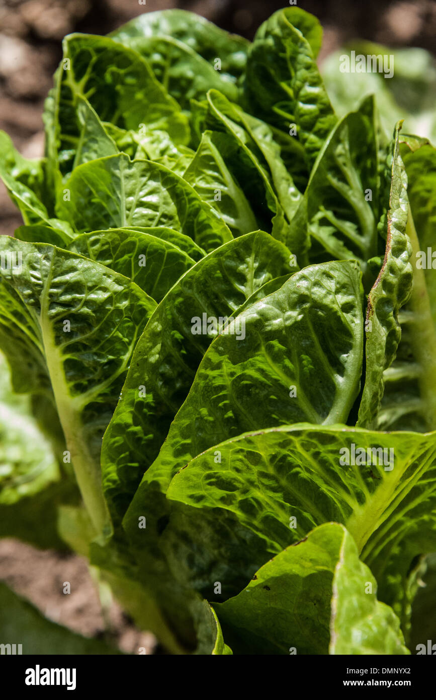 salad food single close up of an organic lettuce growing in a farm ...