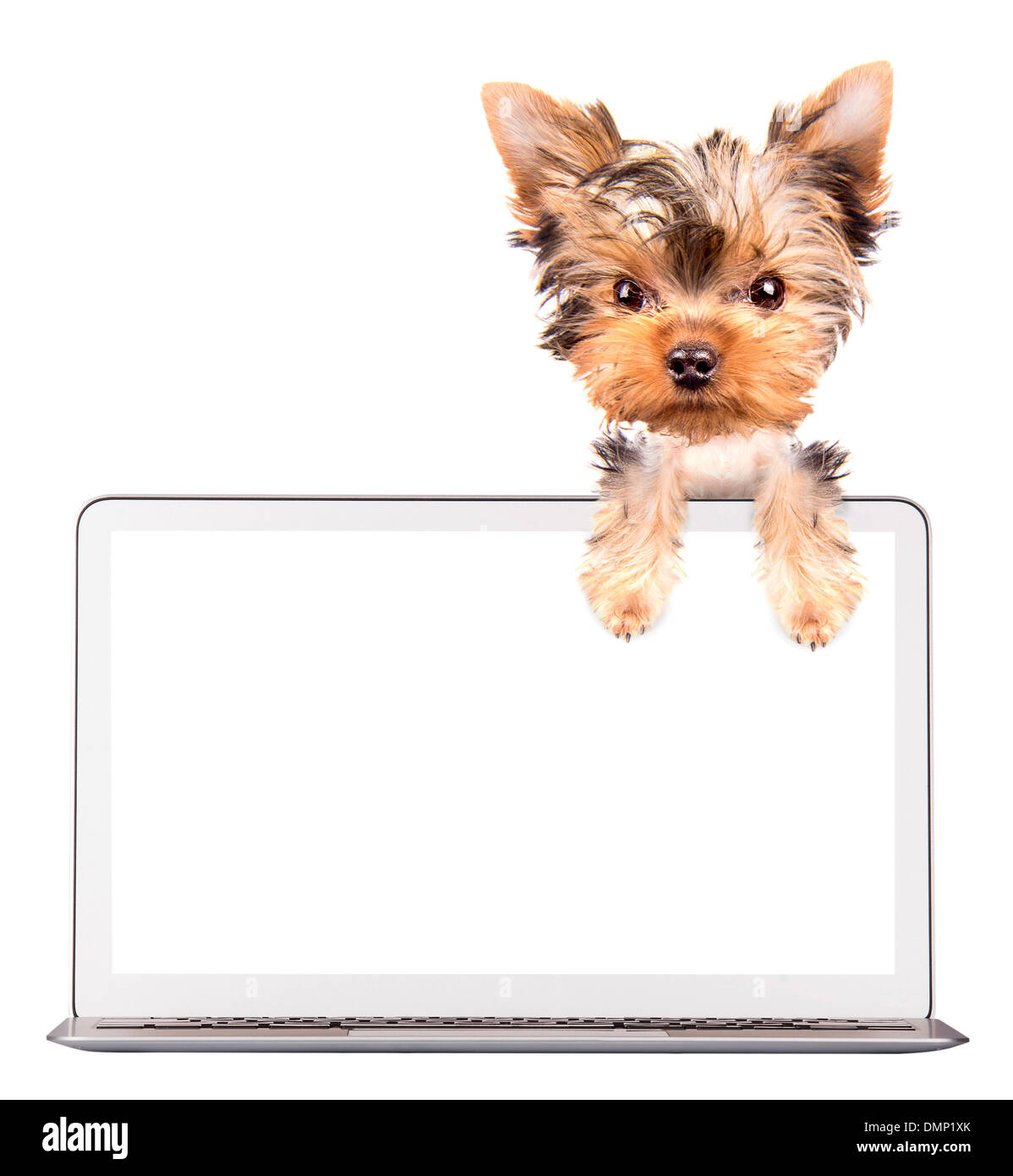 dog using a computer laptop with empty screen Stock Photo - Alamy