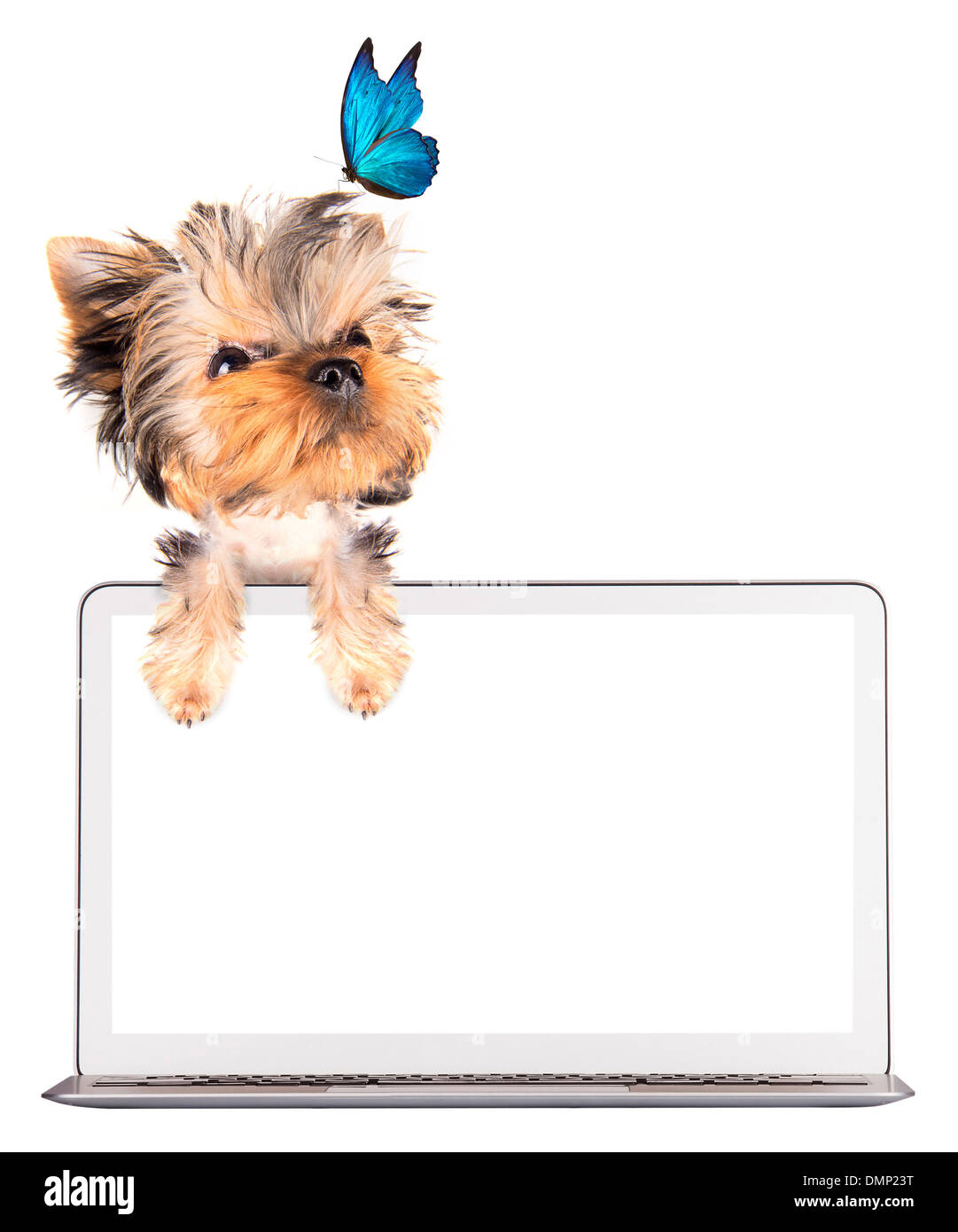 dog using a computer laptop with empty screen Stock Photo - Alamy