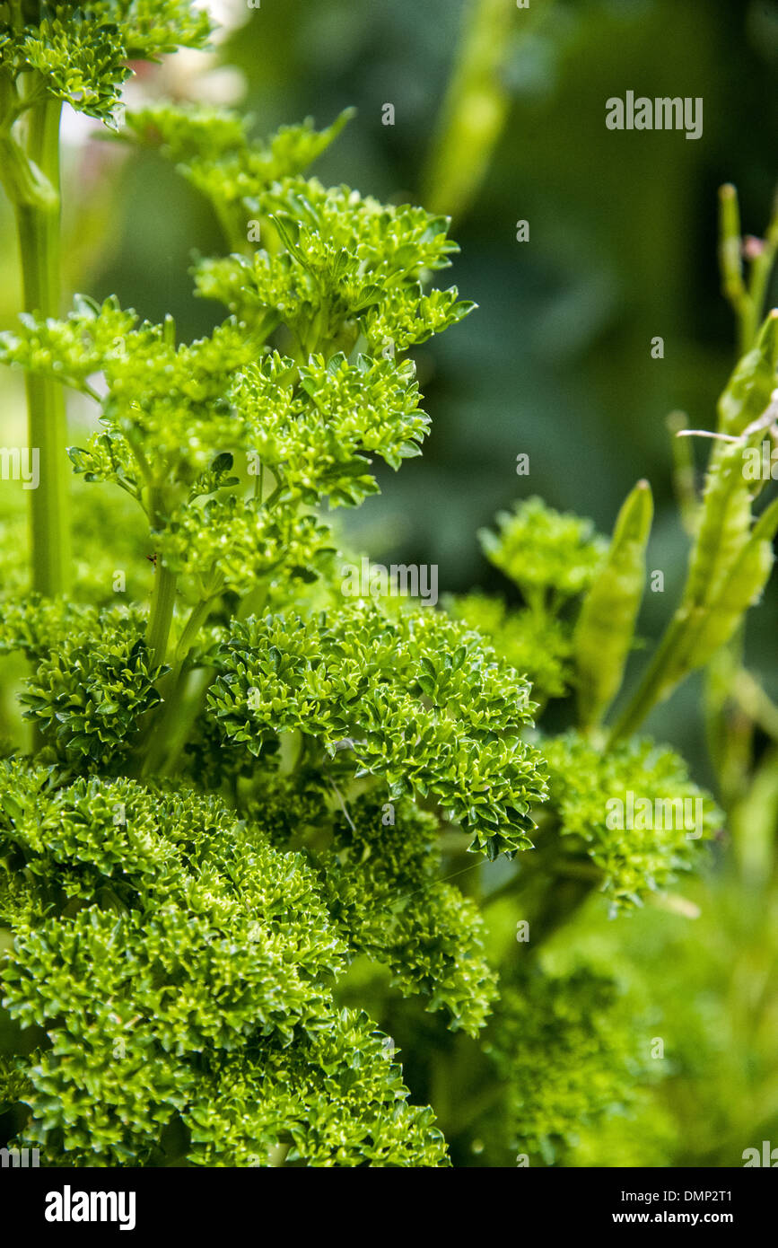 Pasley garden hi-res stock photography and images - Alamy