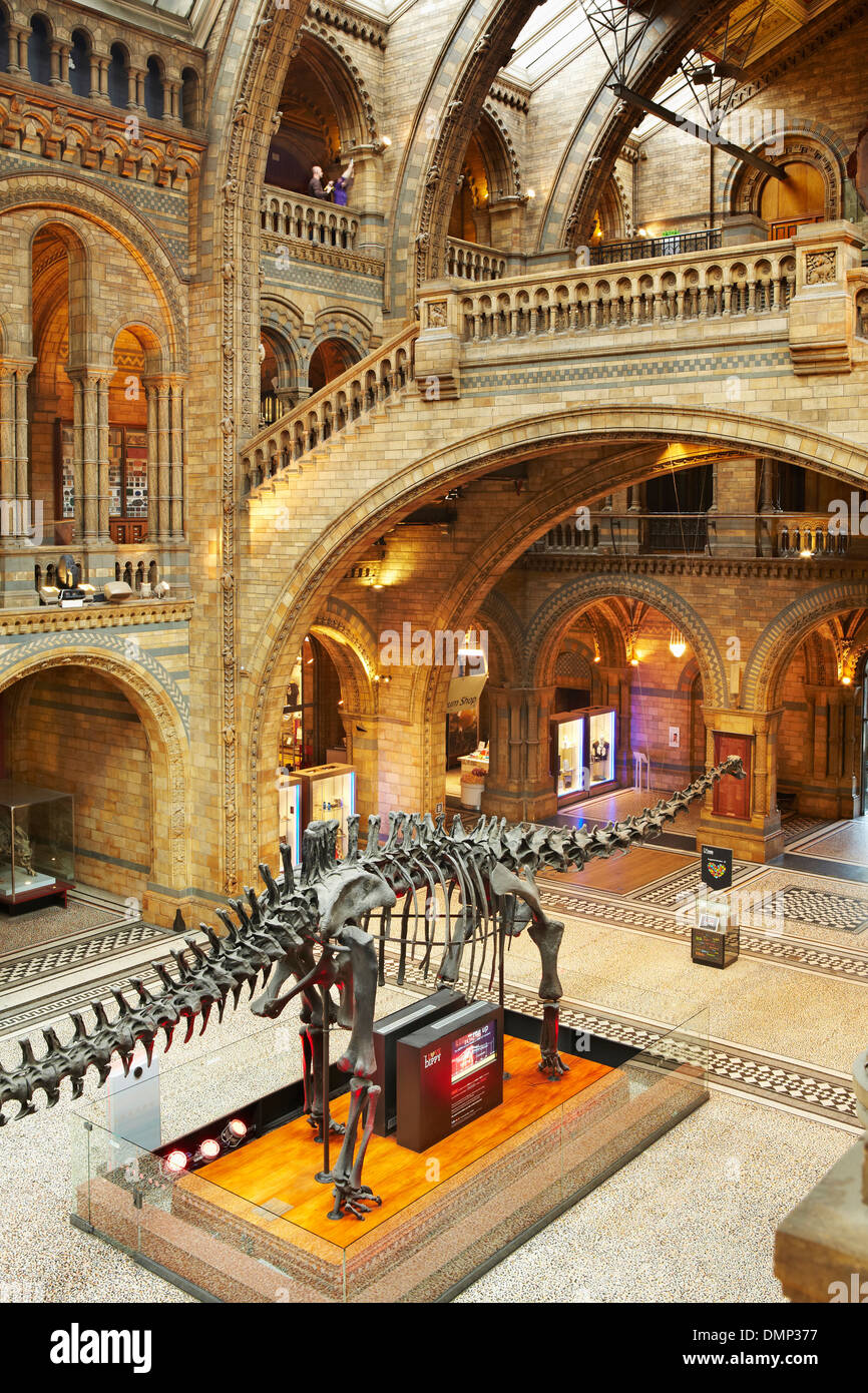 Diplodocus dinosaur at the Natural History Museum, London, England, UK ...