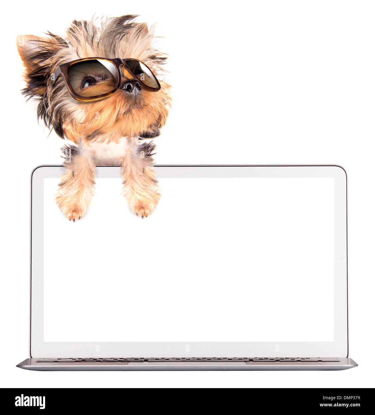 Dog typing Cut Out Stock Images & Pictures - Alamy