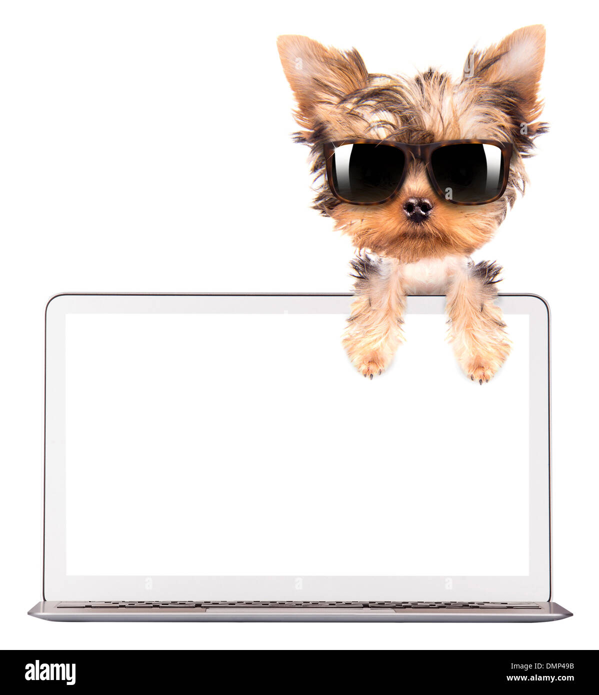 dog using a computer laptop with empty screen Stock Photo - Alamy