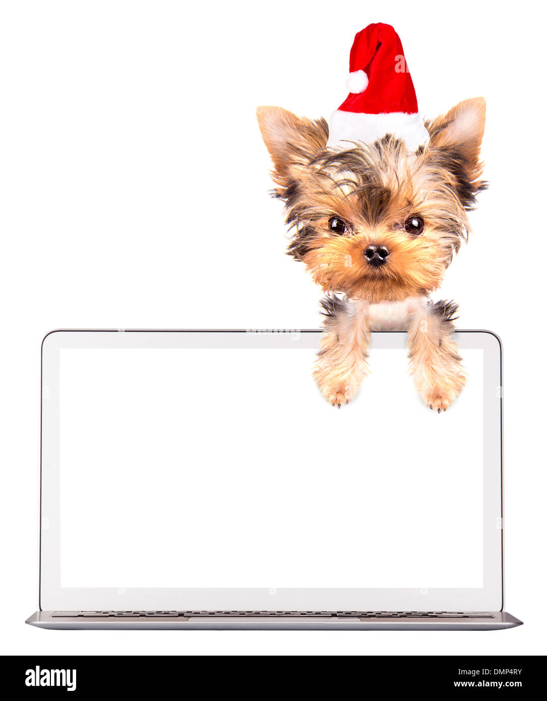 dog using a computer laptop with empty screen Stock Photo - Alamy