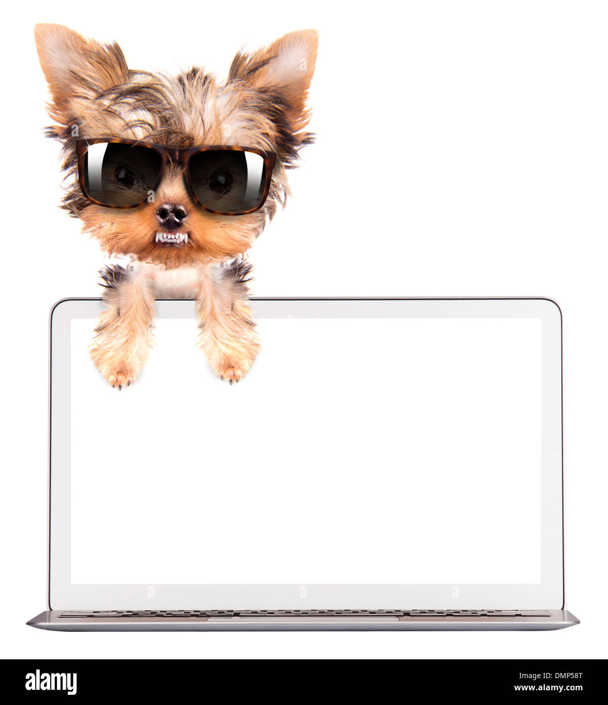 dog using a computer laptop with empty screen Stock Photo - Alamy