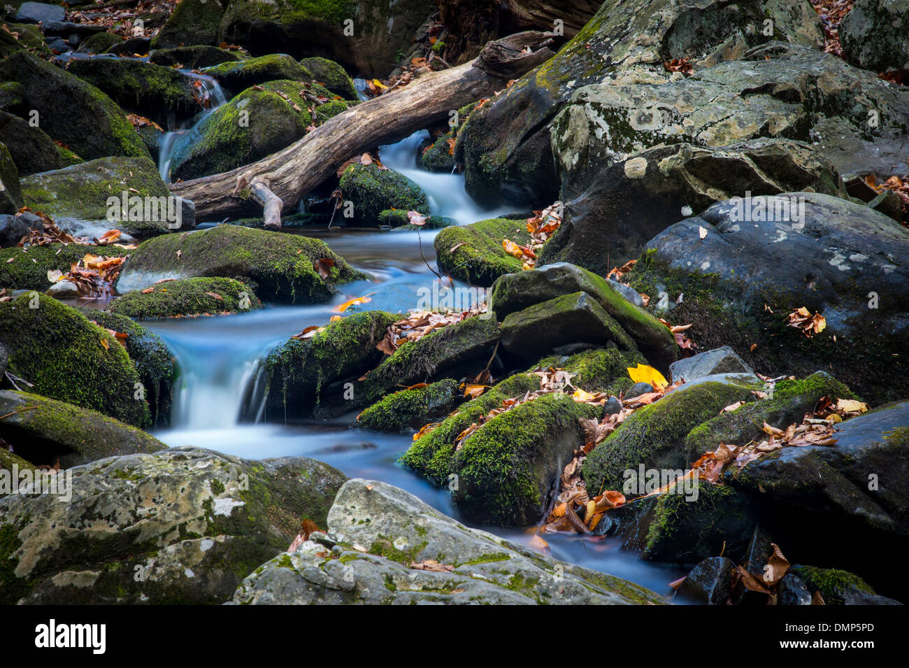 Horizontal through tree stump forest woods nature scene motion blur hi ...