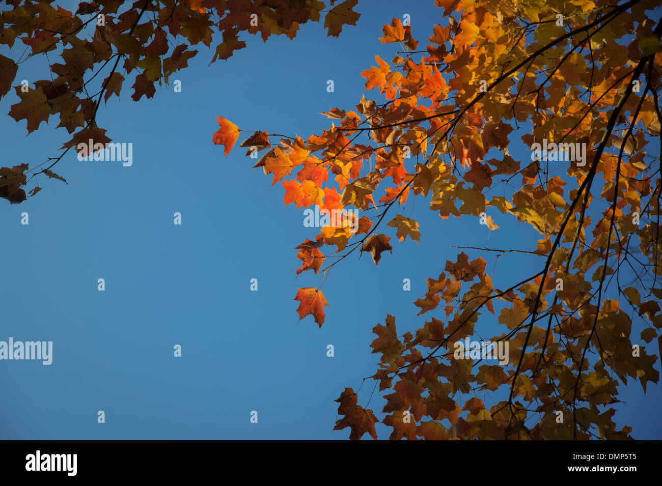 Beautiful yellow autumnal leaves hi-res stock photography and images ...