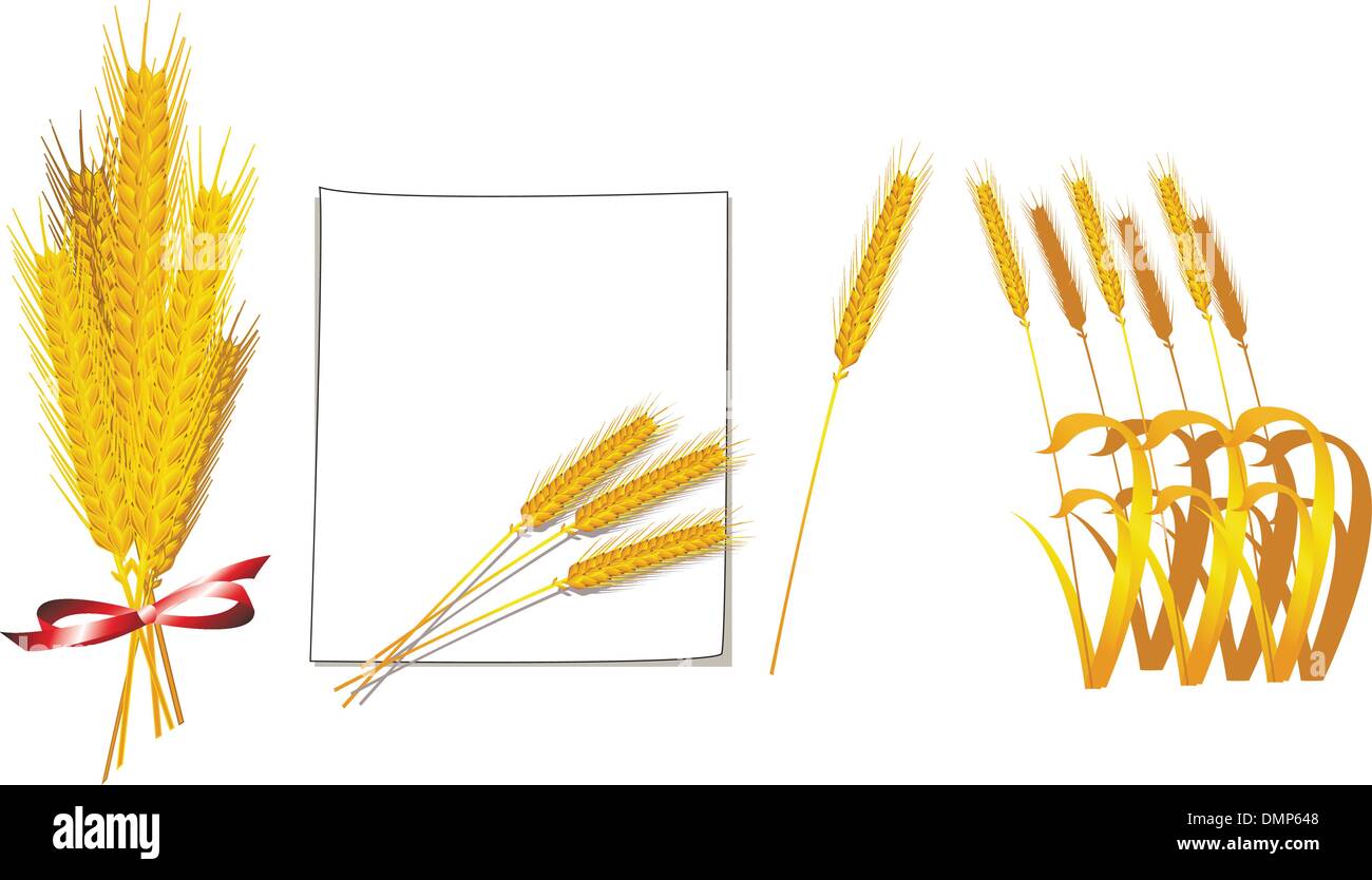 White sheaf wheat ripe Stock Vector Images - Alamy