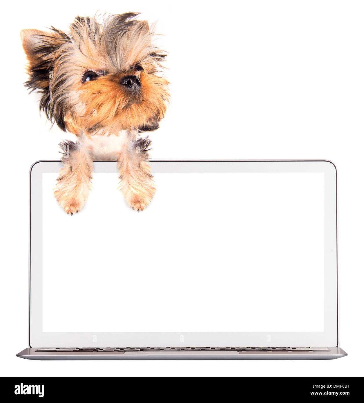 dog using a computer laptop with empty screen Stock Photo - Alamy