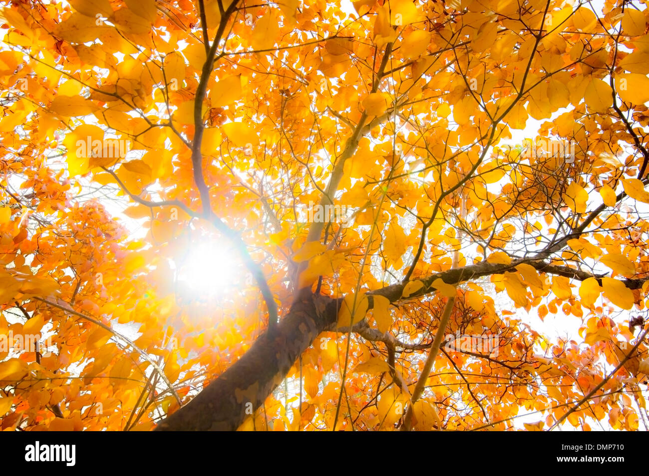 Orange yellow sunlight hi-res stock photography and images - Alamy