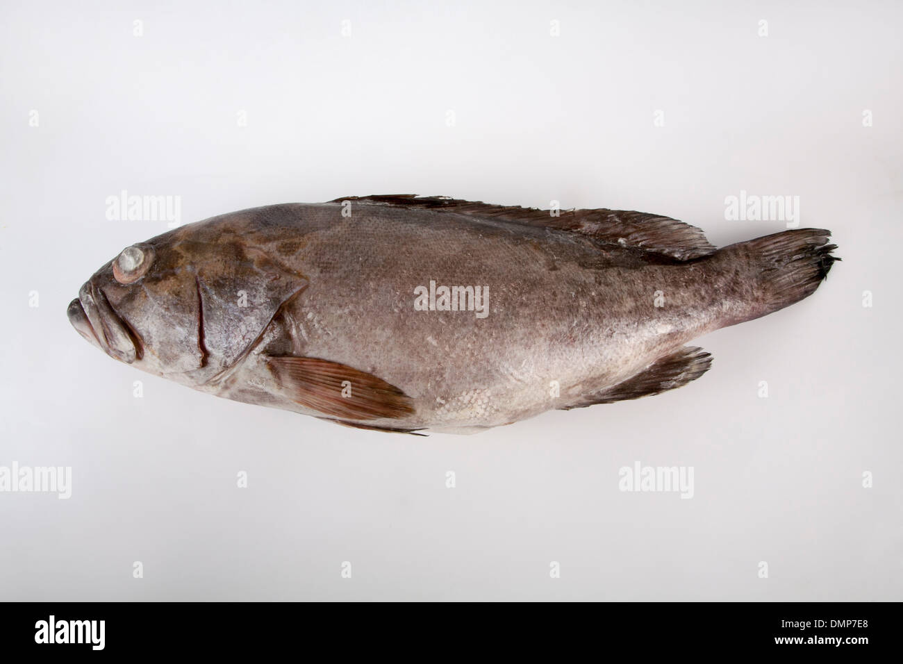 Frozen fish products laid on ice to be showcased for consumption ...
