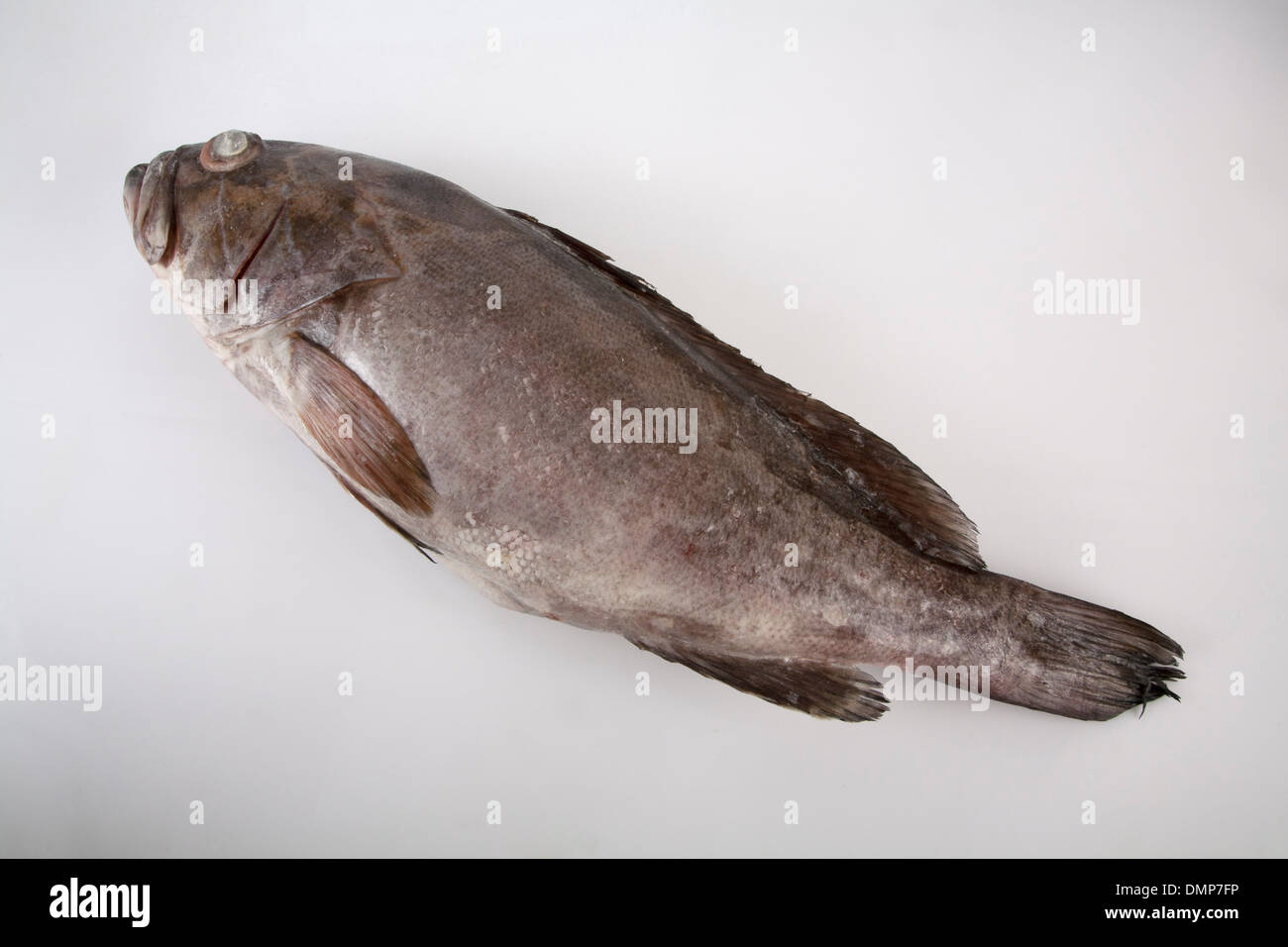 Frozen fish products laid on ice to be showcased for consumption ...