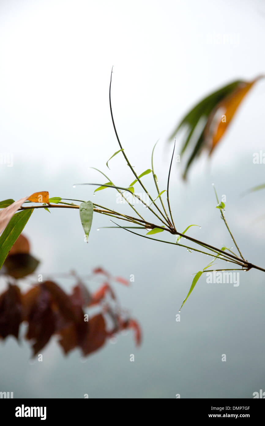 Early morning dew on trees and leaves Three Gorges region China Stock ...