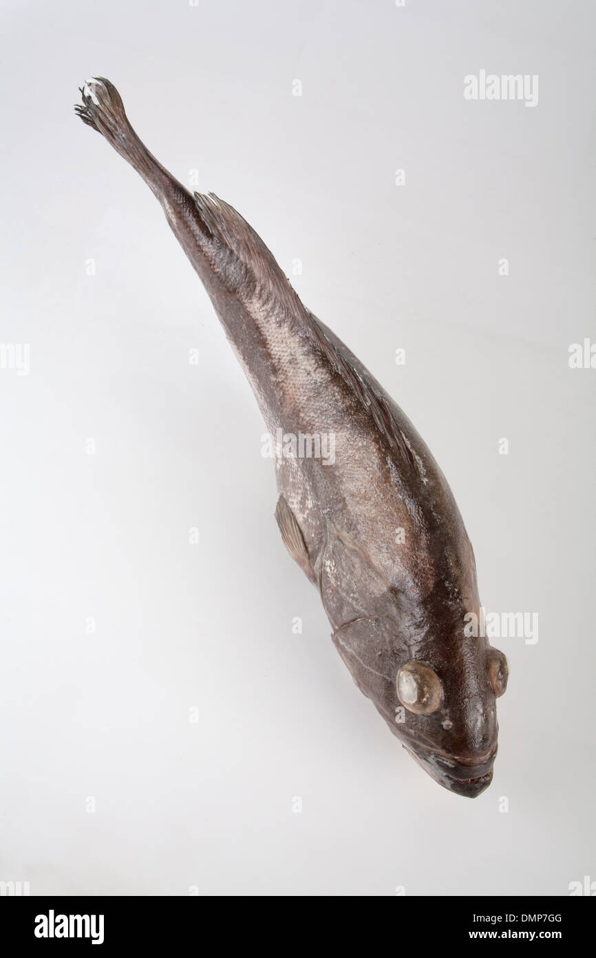 Frozen fish products laid on ice to be showcased for consumption ...