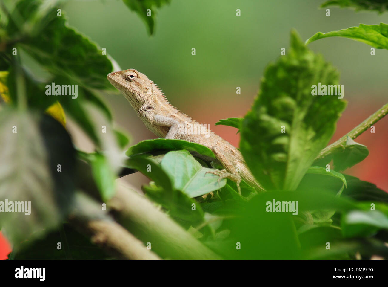 photograph of a Garden Lizard or Calotes Stock Photo - Alamy