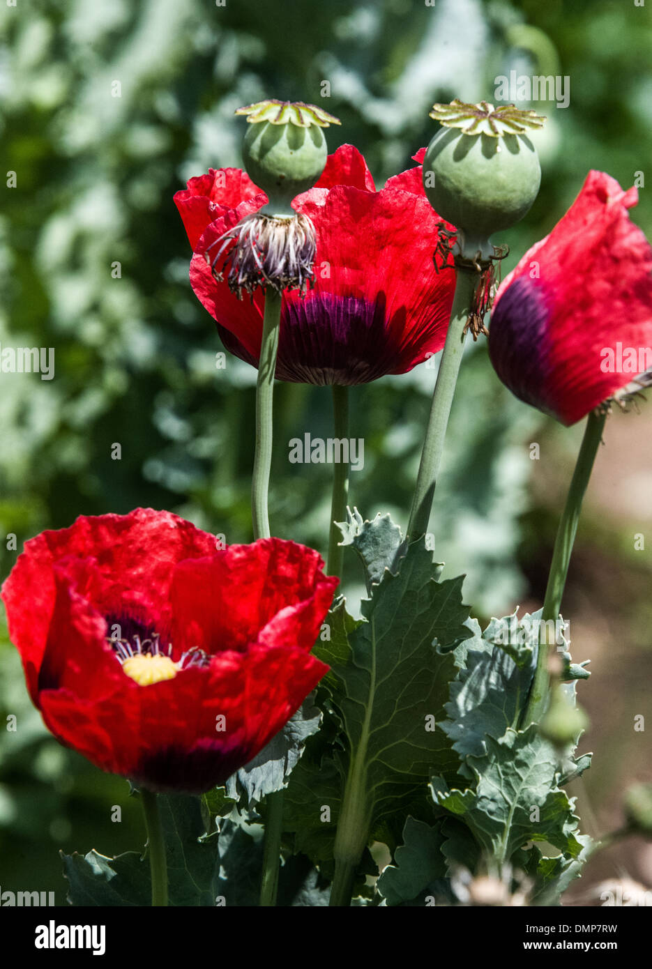 Red Poppies Flowers