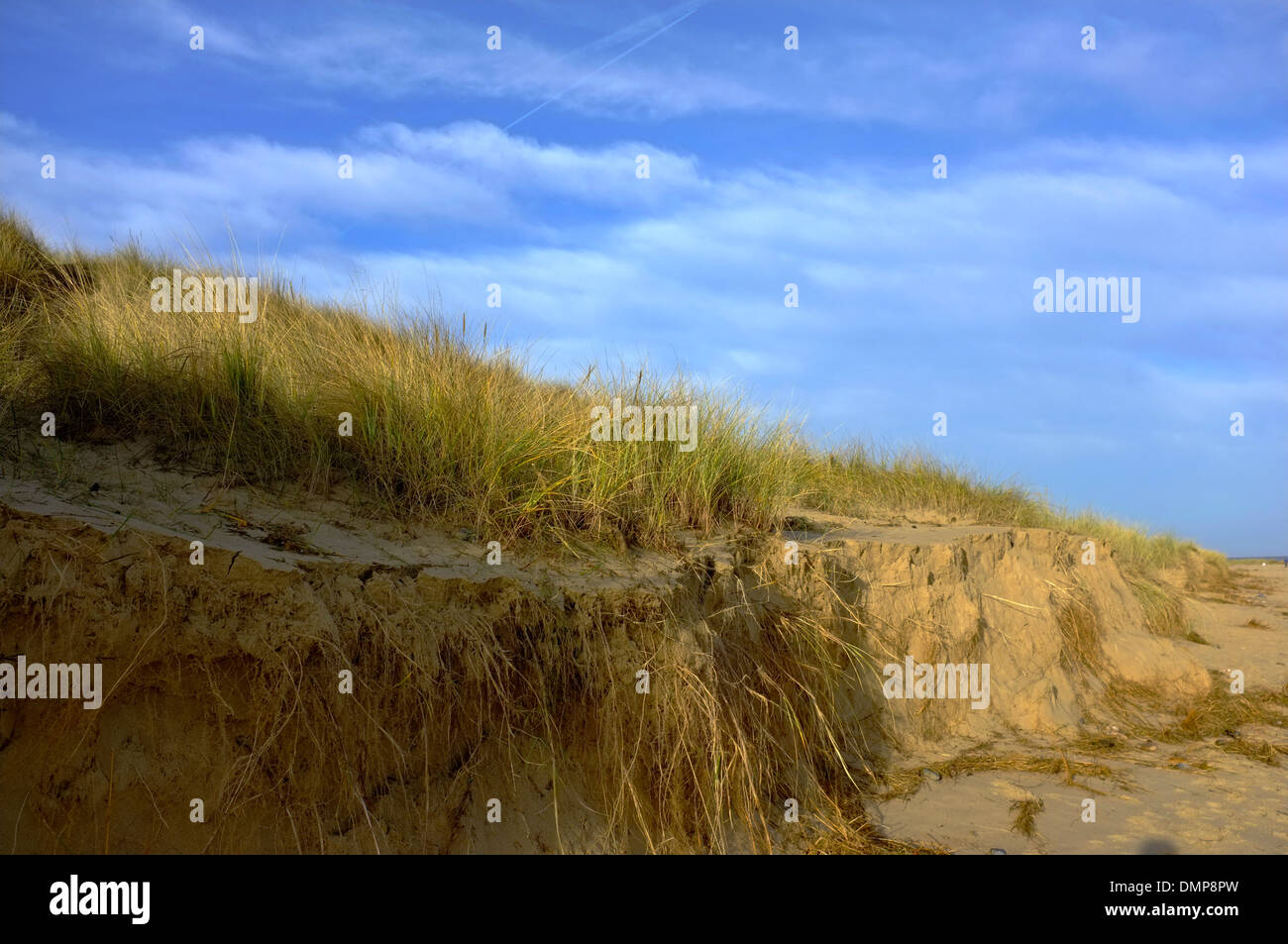 Coastal erosion of sand dunes, Winterton-On-Sea, Norfolk, England Stock ...