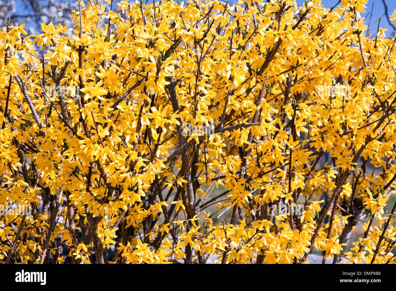 beautiful yellow flowers of forsythia in early spring Stock Photo - Alamy