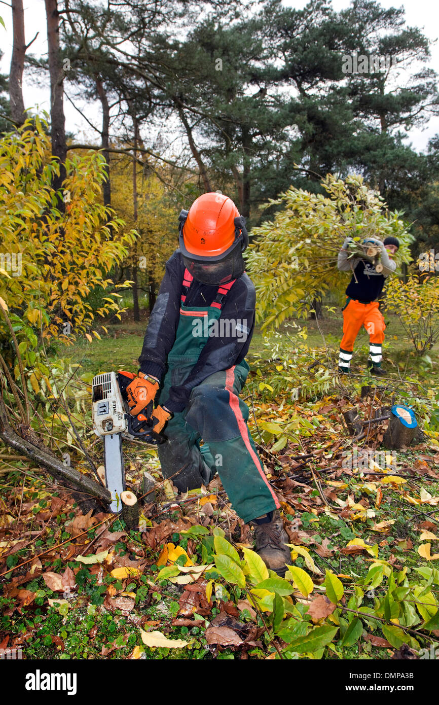 Foresters controlling invasive wild black cherry (Prunus serotina) with ...