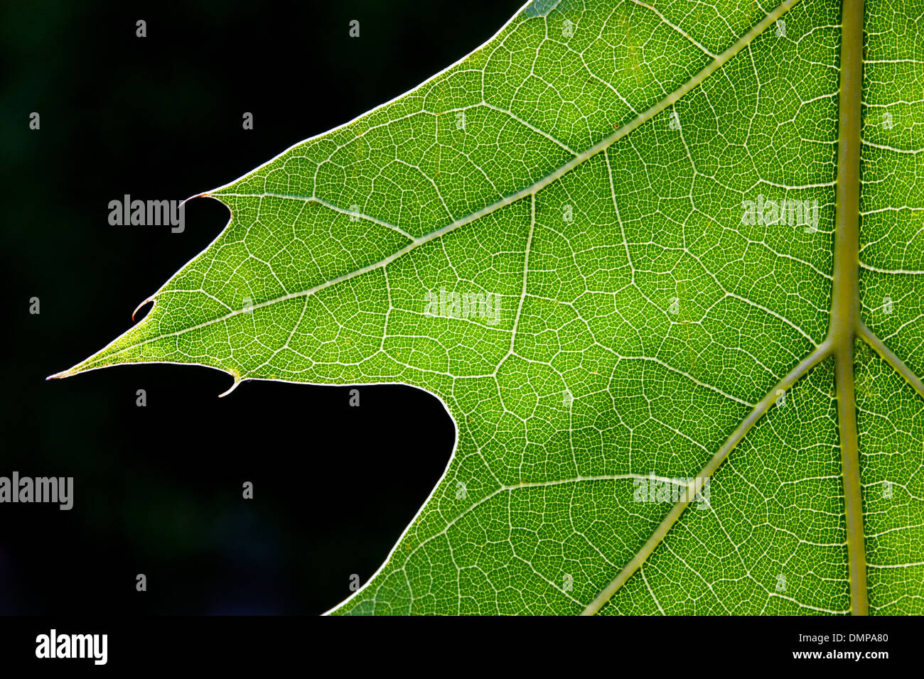 Close up of green Northern red oak / champion oak (Quercus rubra ...