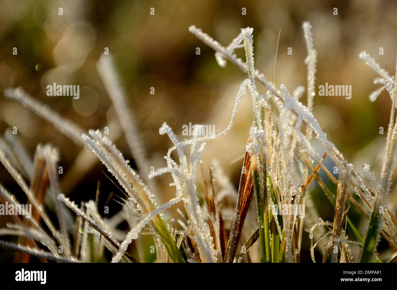 Icy blades of grass hi-res stock photography and images - Alamy