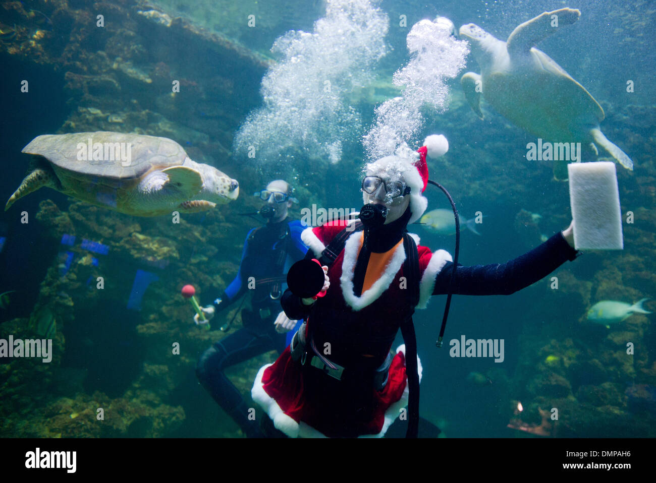 Stralsund, Germany. 16th Dec, 2014. Diver Dorit Liebers-Helbig (R ...