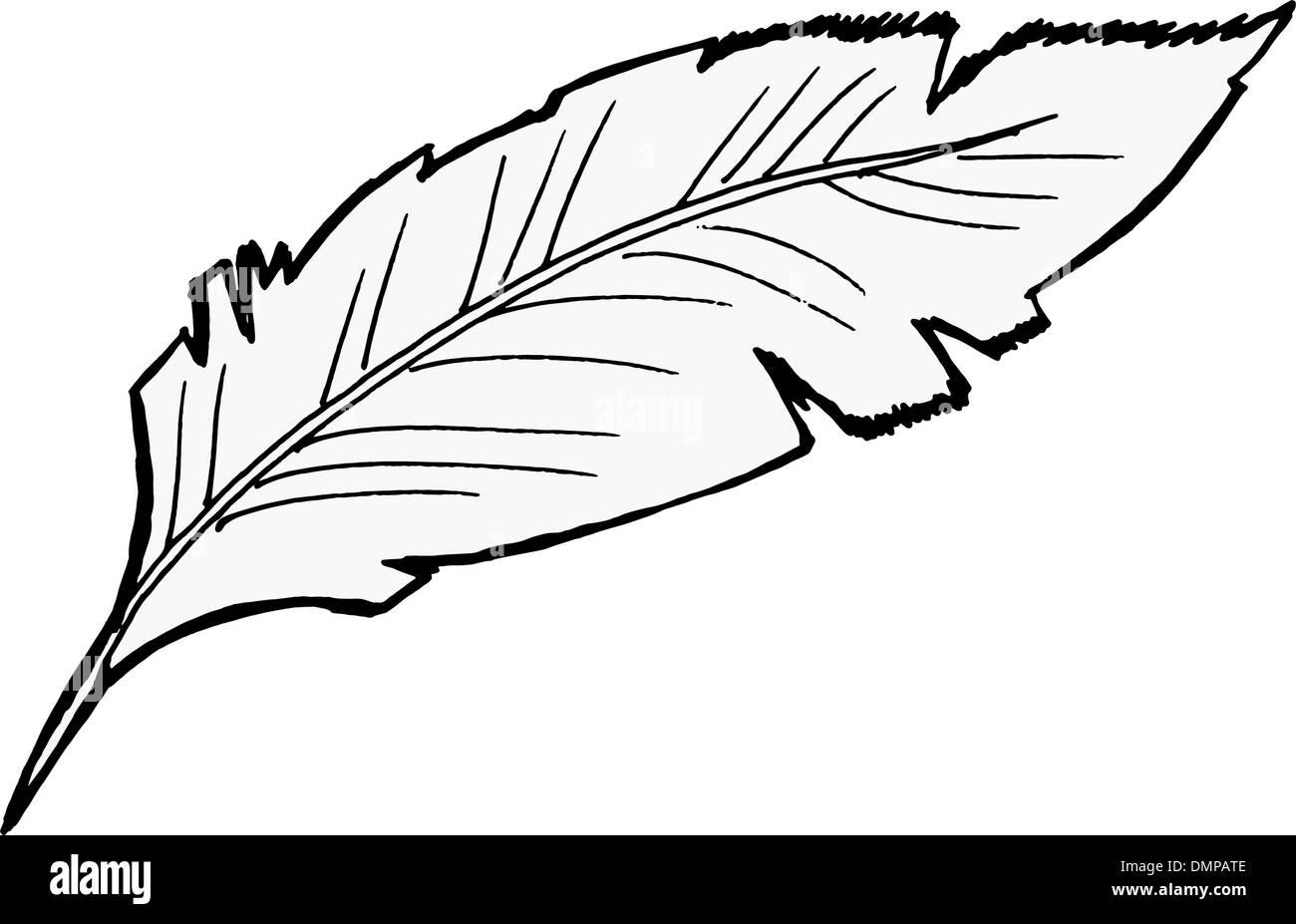 Feather line art Black and White Stock Photos & Images - Alamy