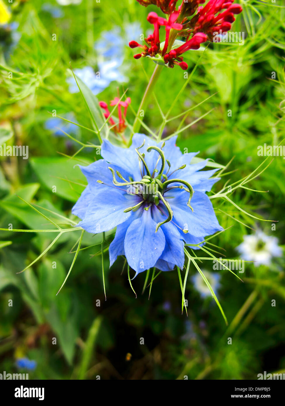 An image of a garden flower nigella damascena, also known as Love-in-a ...