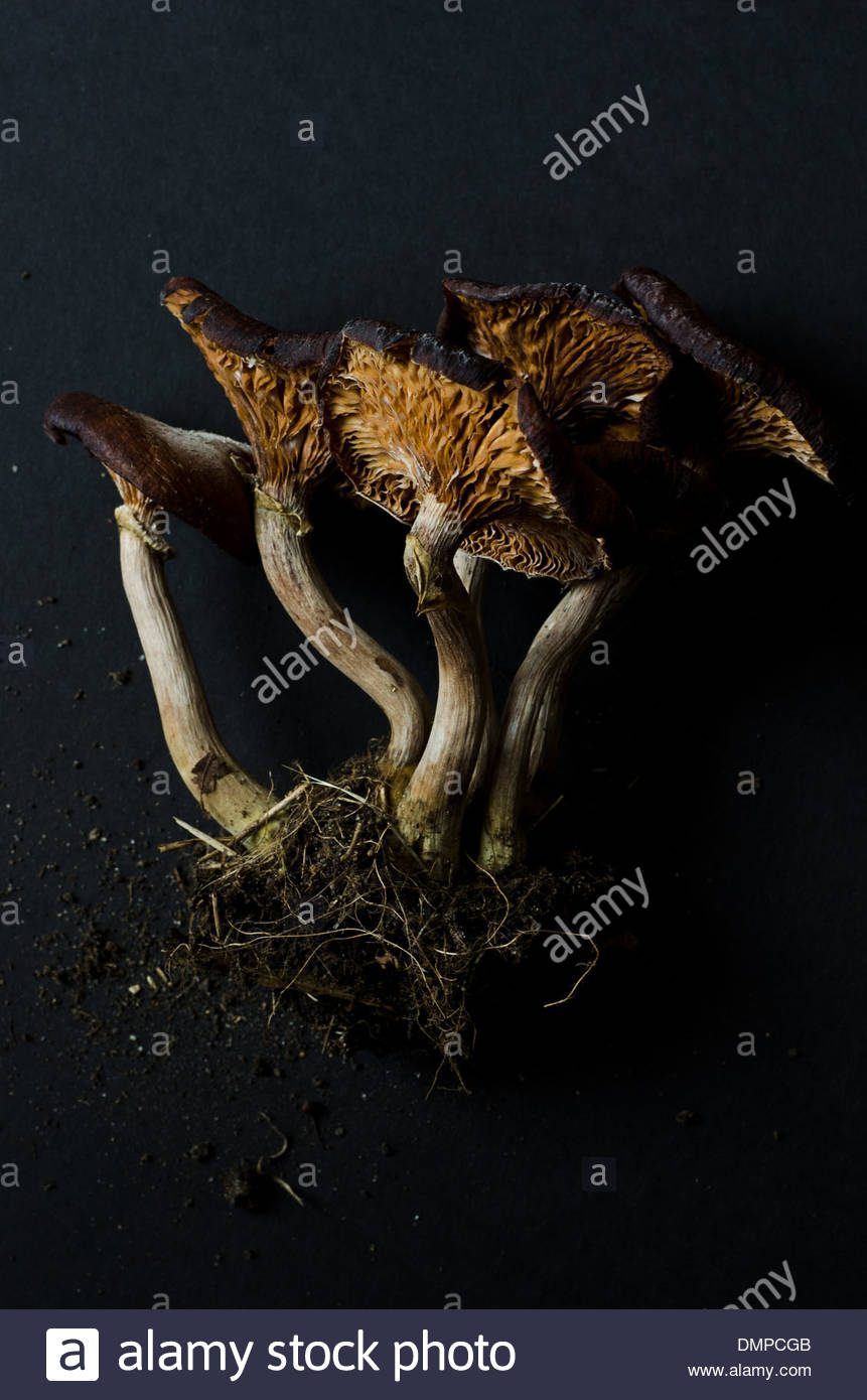Fungi Forage High Resolution Stock Photography and Images - Alamy
