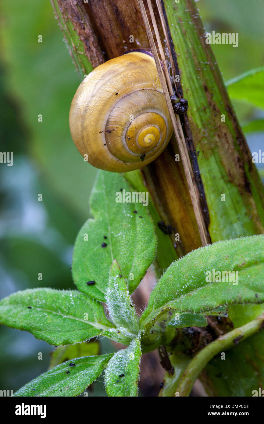 Close up of copse snail (Arianta arbustorum) on stalk in garden Stock ...