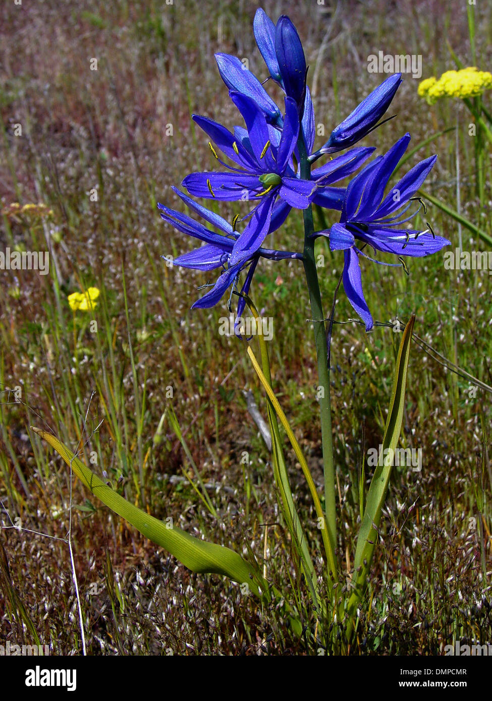 Camas Lily (Camassia quamash Stock Photo - Alamy