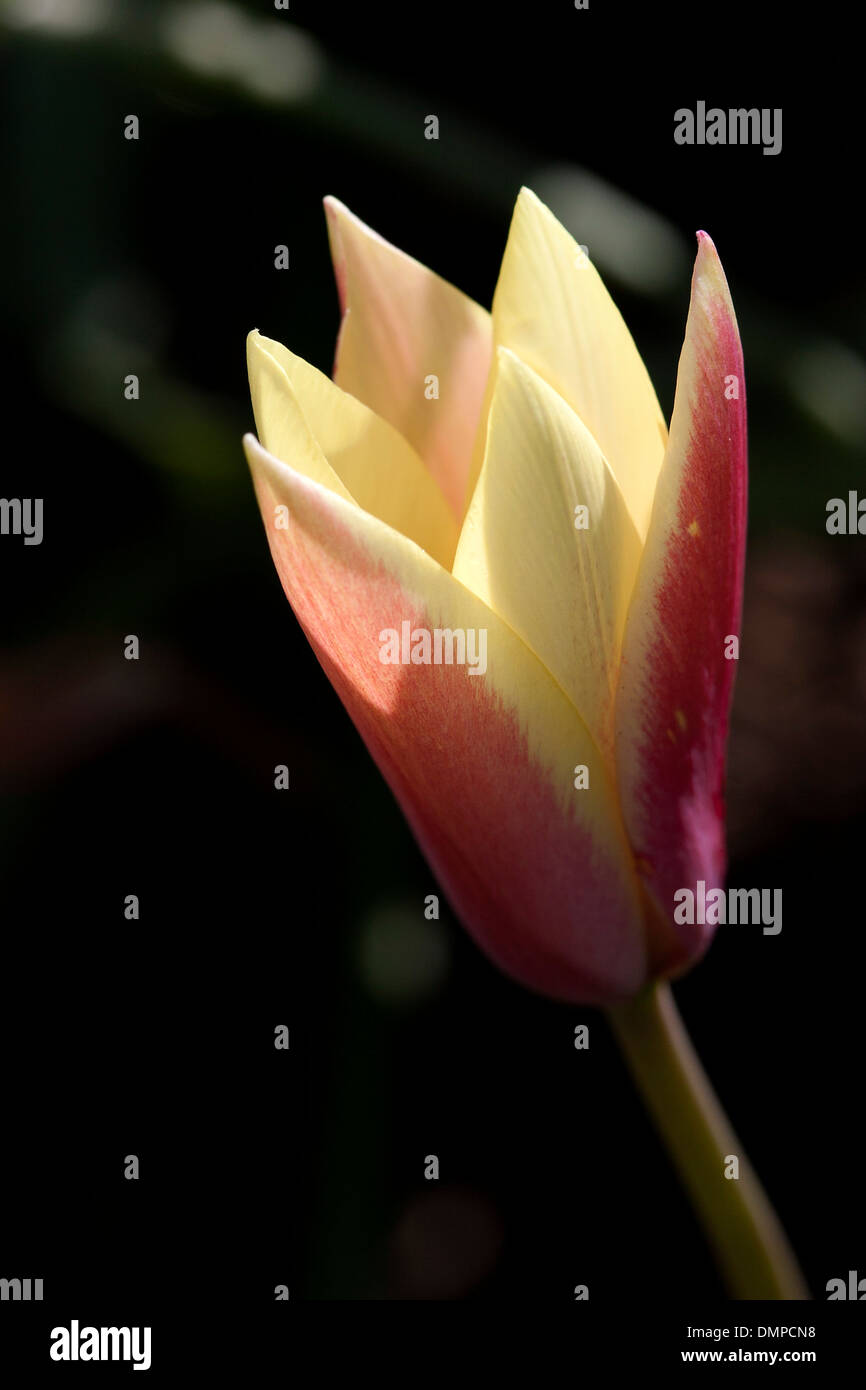 Tulip clusiana hi-res stock photography and images - Alamy