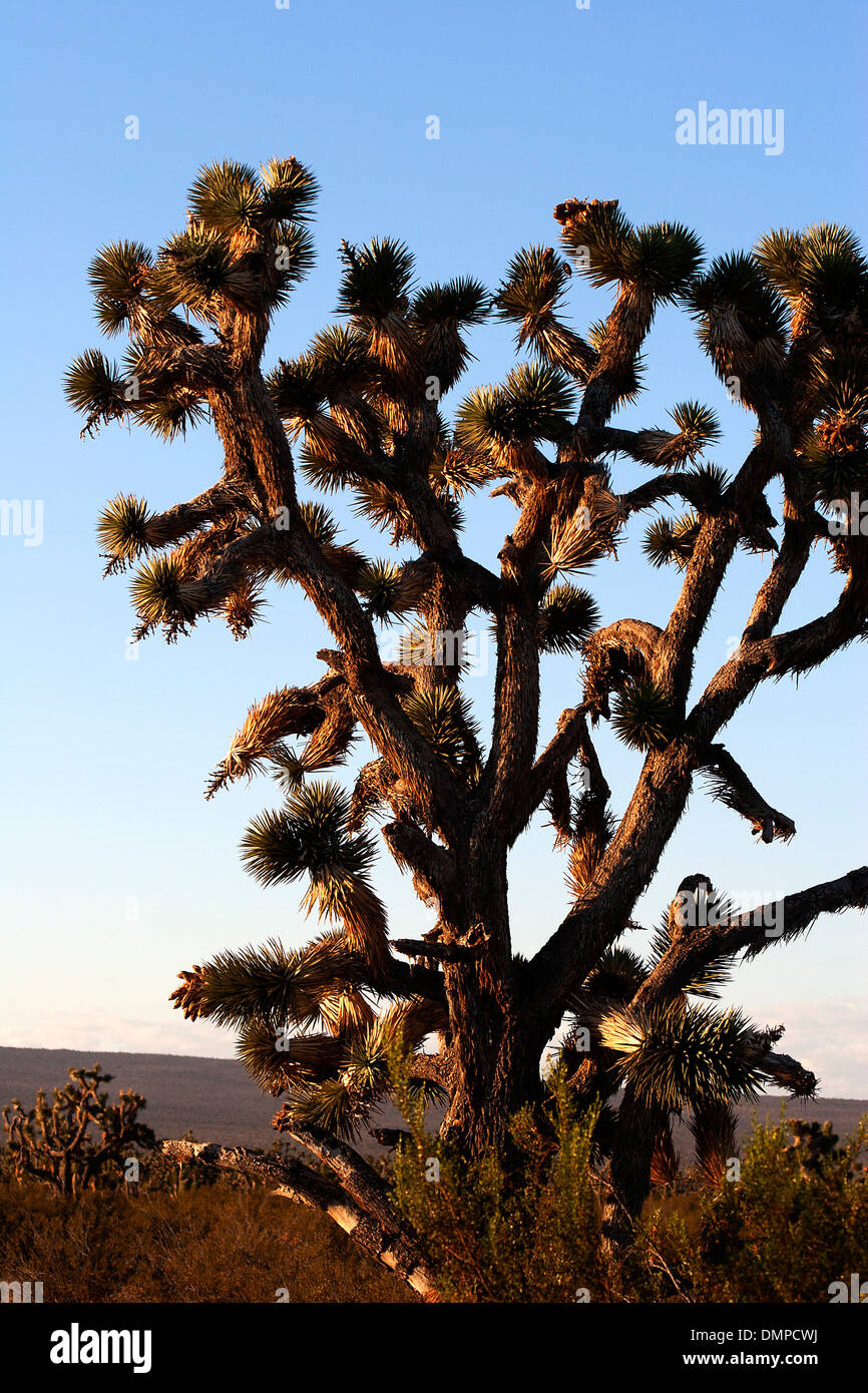 Joshua Tree (Yucca brevifolia Stock Photo - Alamy