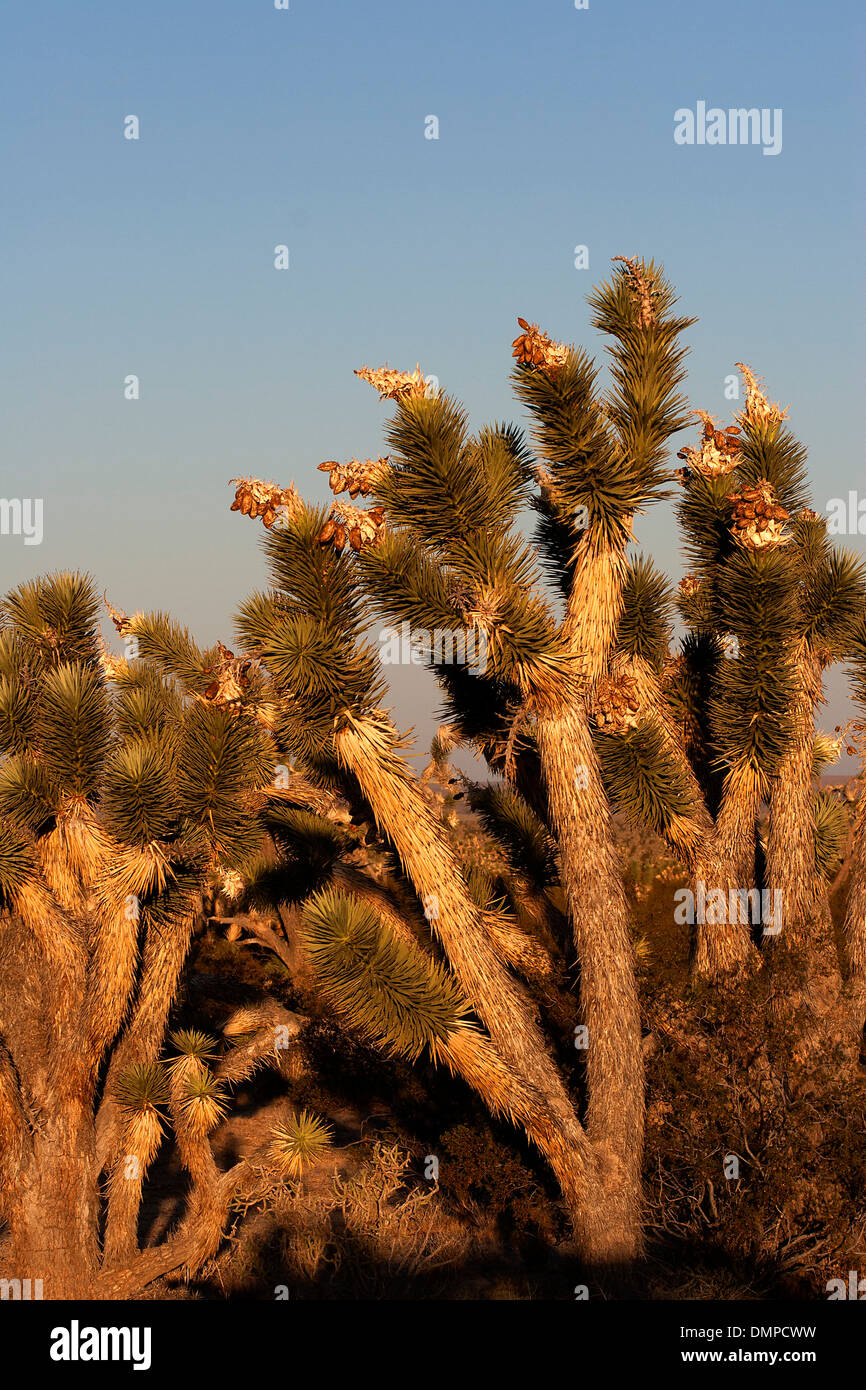 Joshua tree yucca brevifolia hi-res stock photography and images - Alamy
