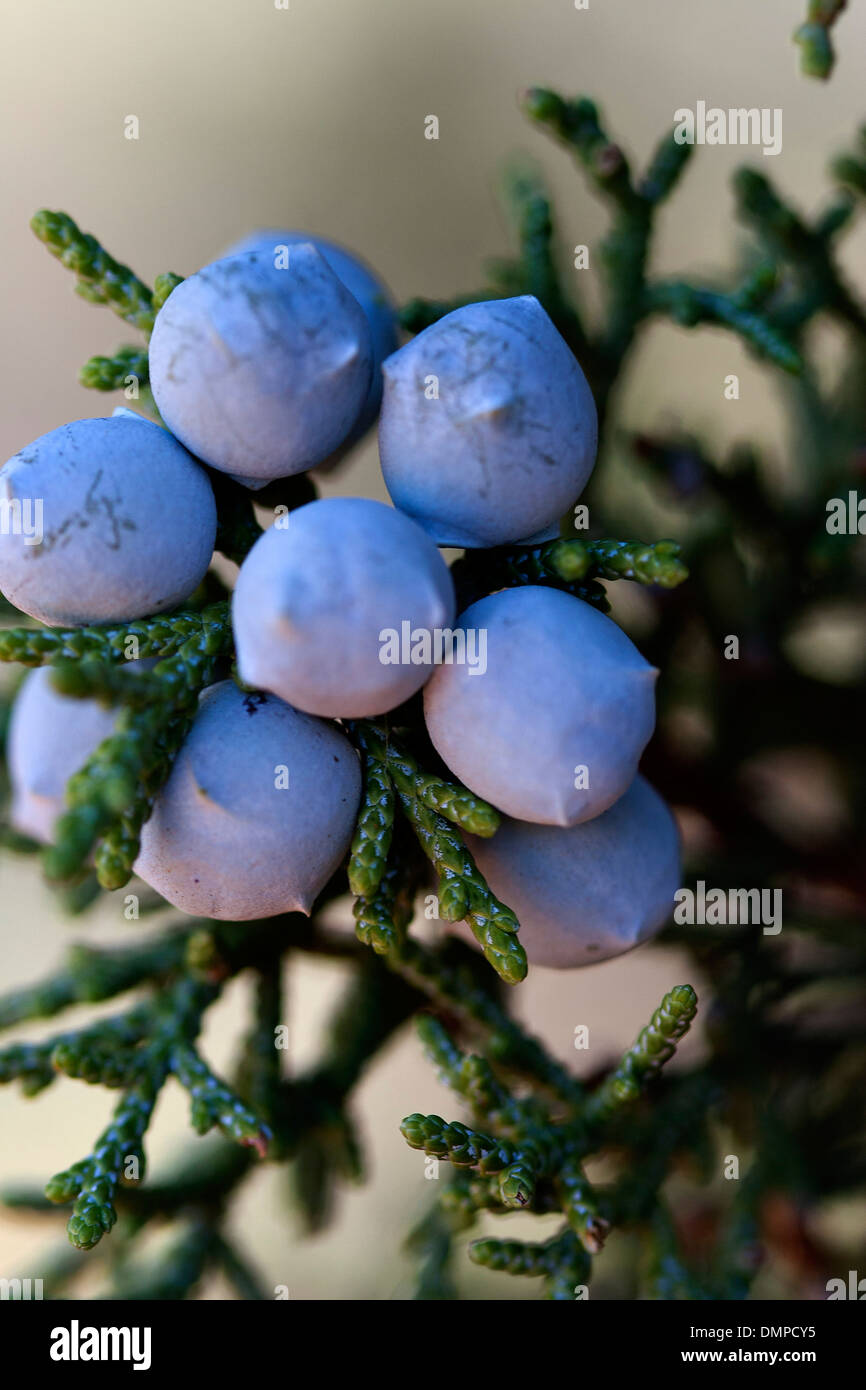 Juniperus osteosperma hi-res stock photography and images - Alamy