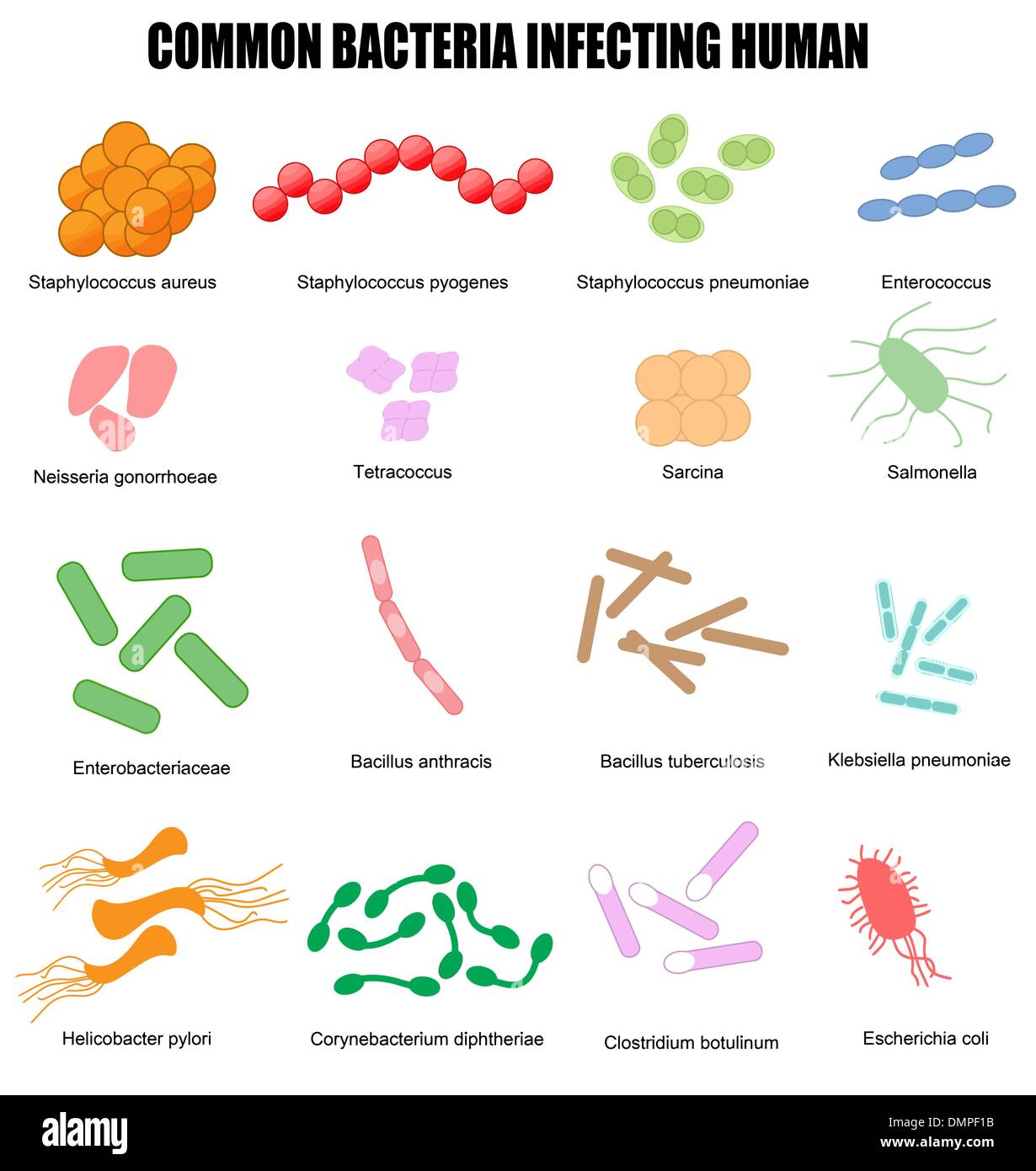 Motile bacteria hi-res stock photography and images - Alamy