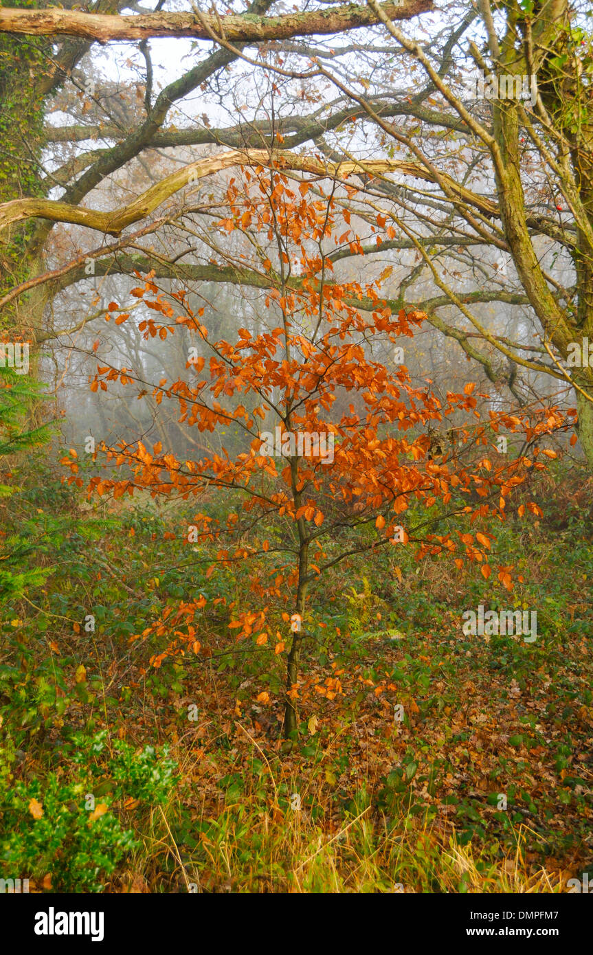 Young beech tree wood in winter hi-res stock photography and images - Alamy