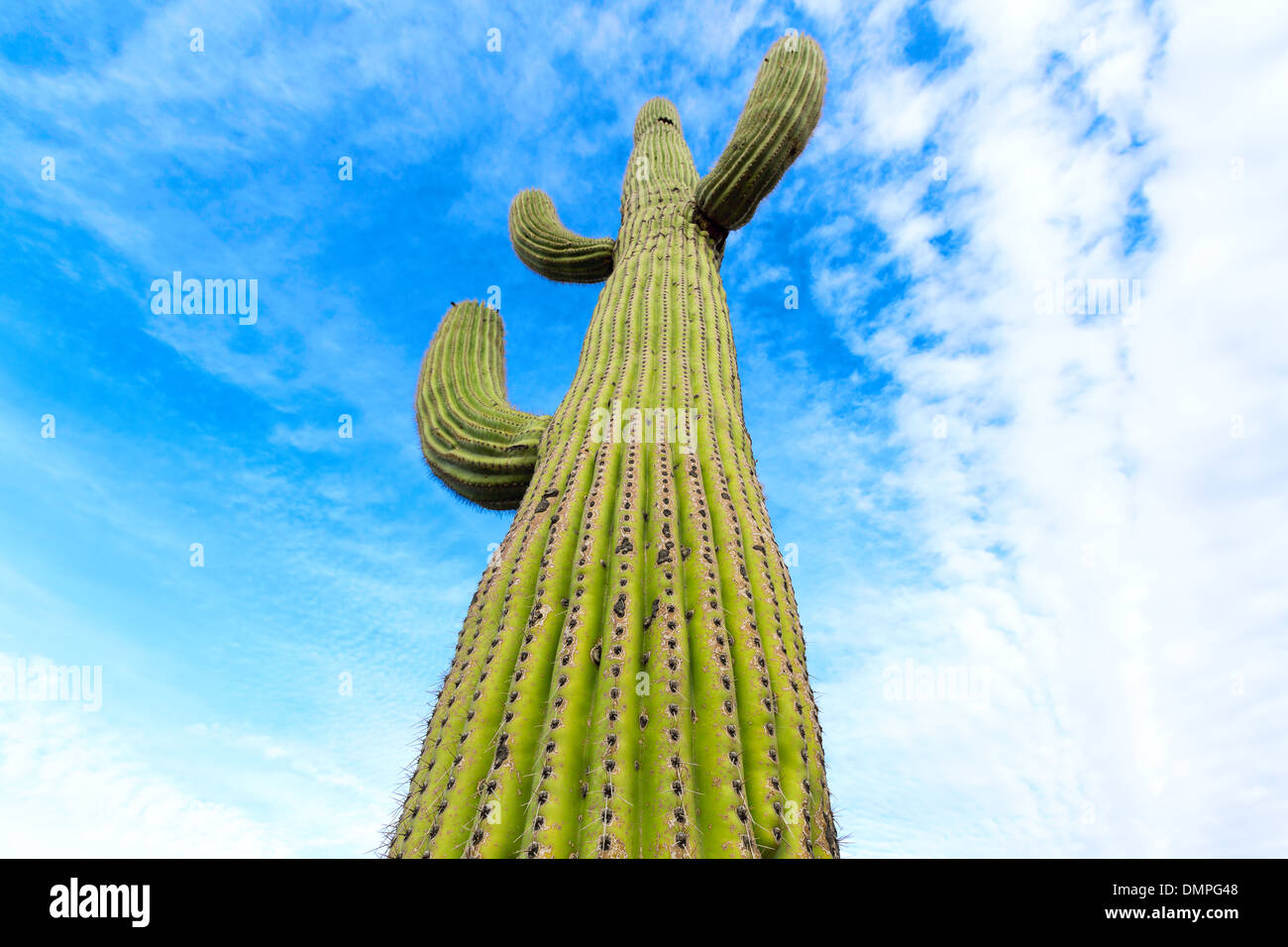 cactus on the sky background Stock Photo - Alamy