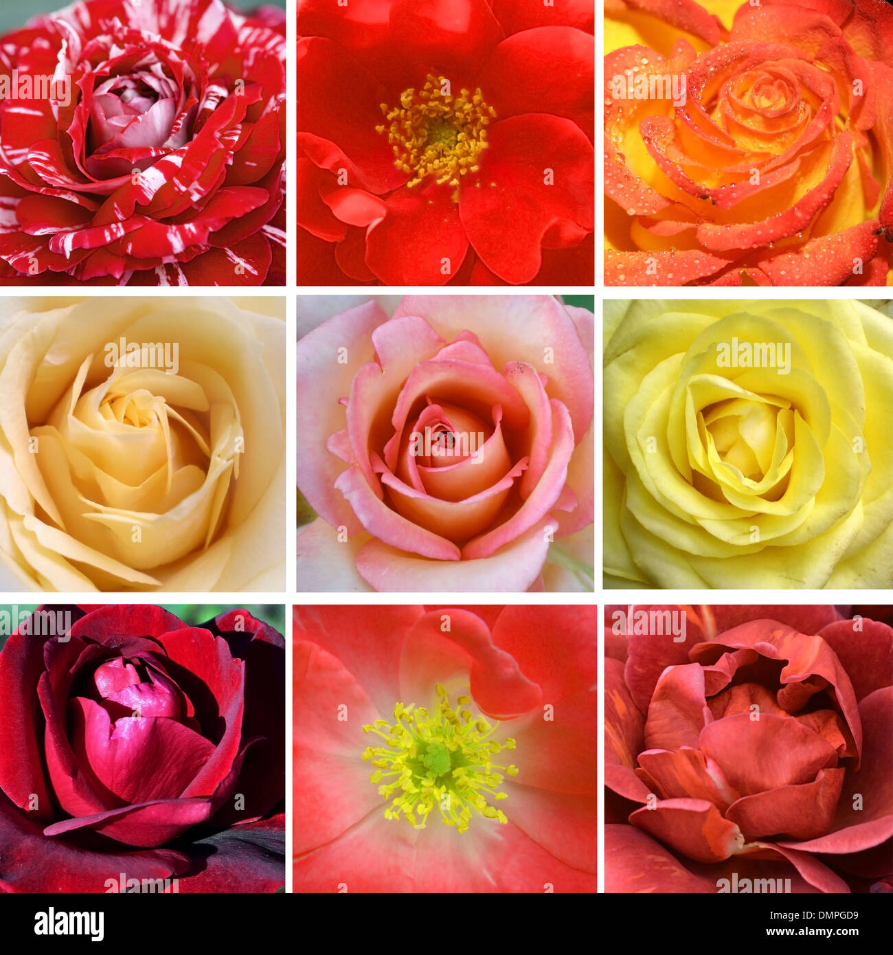 Beautiful collage of different roses Stock Photo - Alamy
