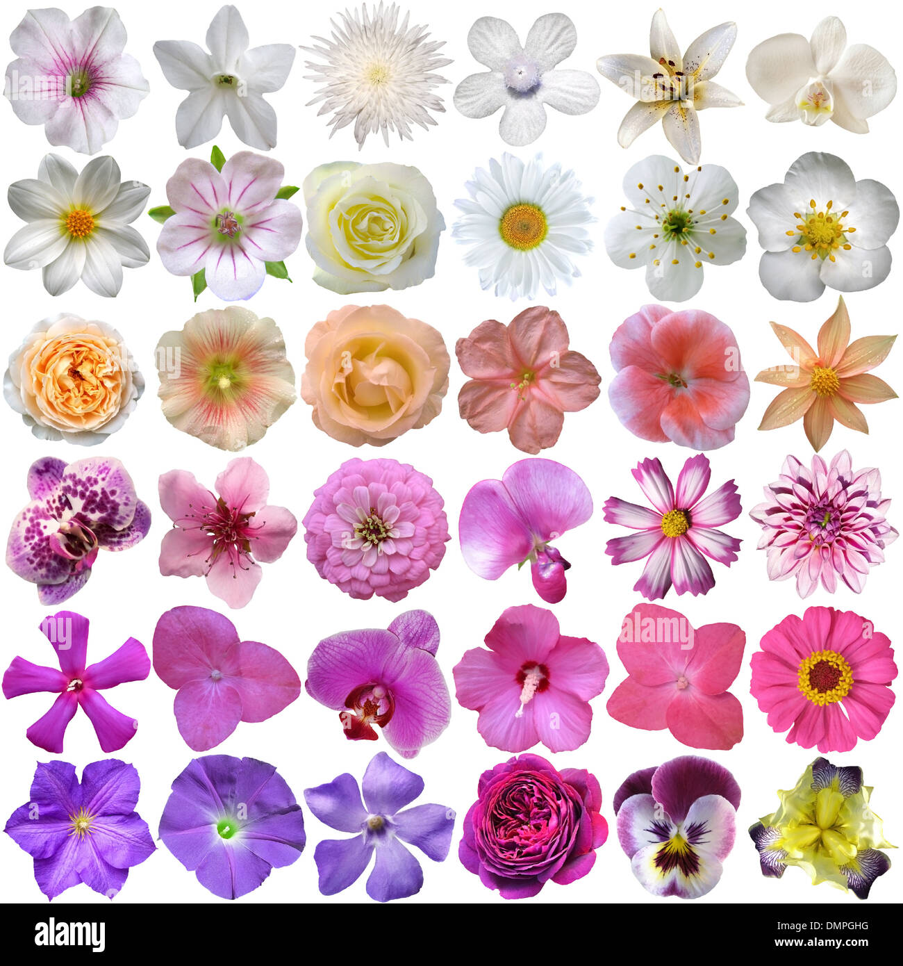 Big Selection of Various Flowers Isolated on White Background Stock ...